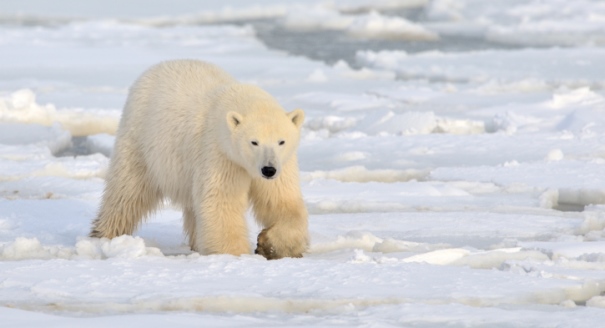 Judy Asks: Should the EU Worry About the Arctic? | Carnegie Endowment ...